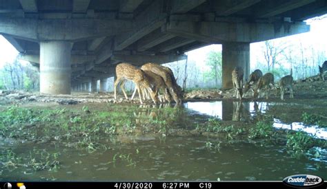 Monitoring Of Animal Underpass On Nh 44 Pench Tiger Reserve
