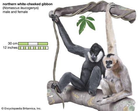 Primate Teeth Diet Evolution Britannica