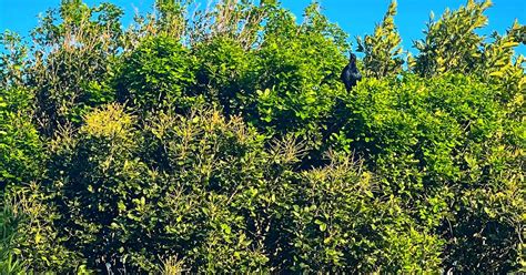 Tooling Dependencies And You