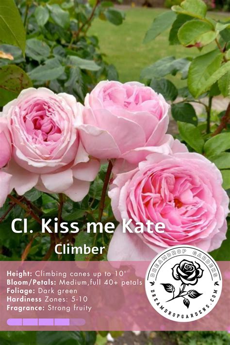 Rose Climbing Kiss Me Kate Realmdrop Shop