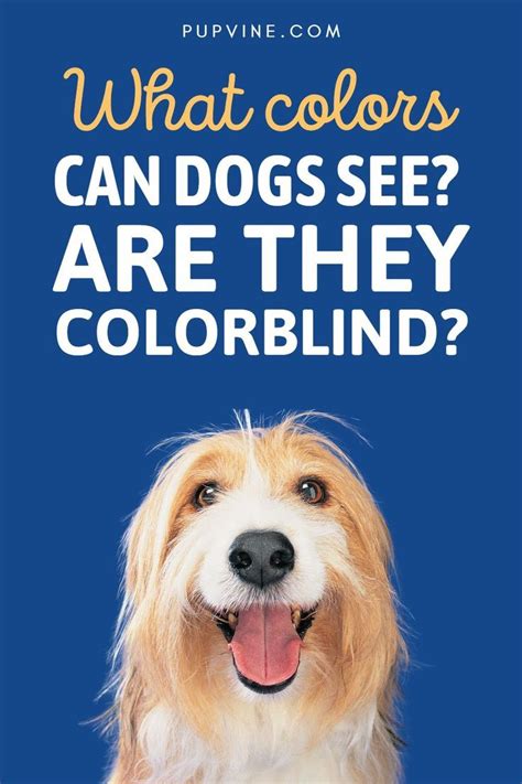 Brindle Shih Tzu A Complete Guide To Shih Tzu Coat Colors Artofit