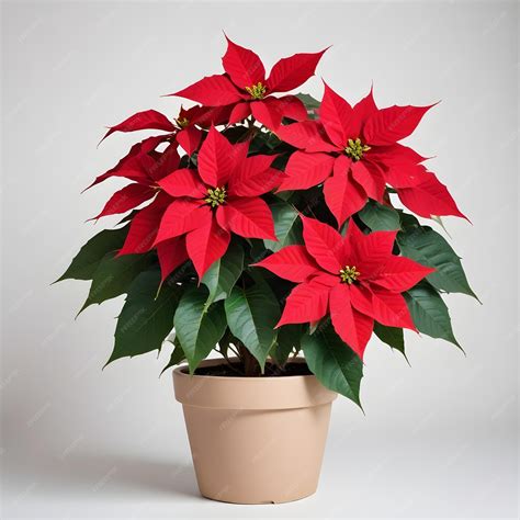 Premium Photo Red Poinsettia Traditional Christmas Flower In A Pot