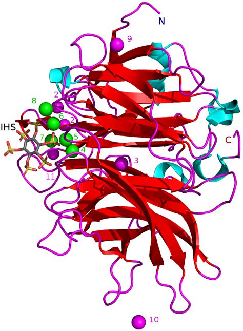 Beta Propeller Phytase Wikipedia