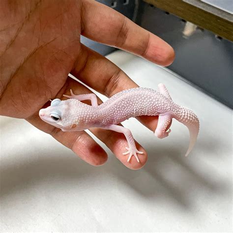 230126 레오파드 게코 도마뱀 사육 근황 내가 가장 좋아하는 레오파드 게코는 역시 갤럭시와 파이드 갤럭시 네이버 블로그