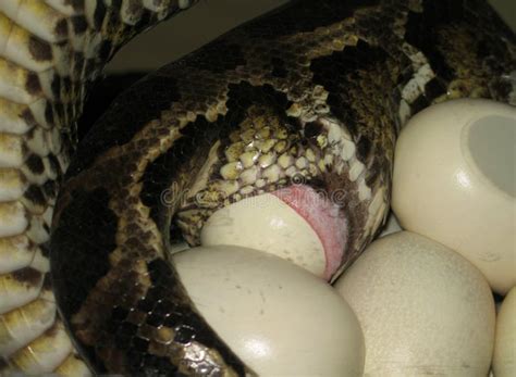Burmese Python Python Bivittatus Stock Image Image Of Lizard
