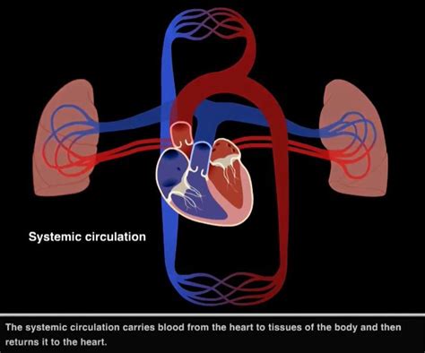 Systemic Circulation Anatomy