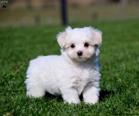 Mini Maltese