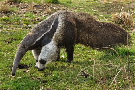 Giant Anteater The Dallas World Aquarium