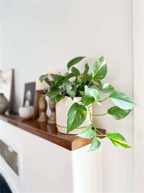 Quick And Easy Steps For Propagating Pothos To Try Right Now Home And Habit