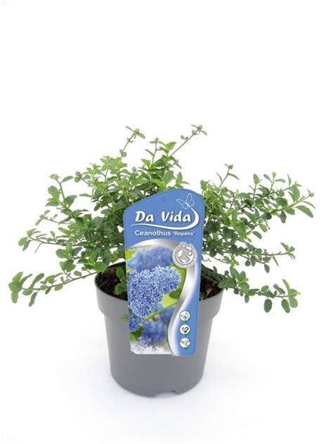 Ceanothus Thyrsiflorus Repens — Plant Wholesale Floraccess