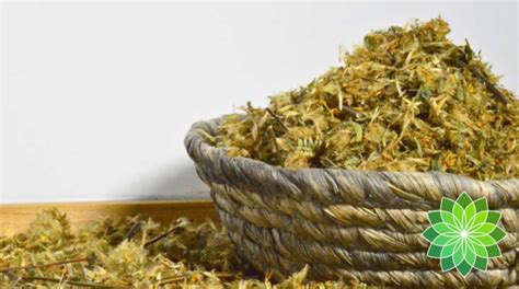 Arnica So Ionic Botanicals