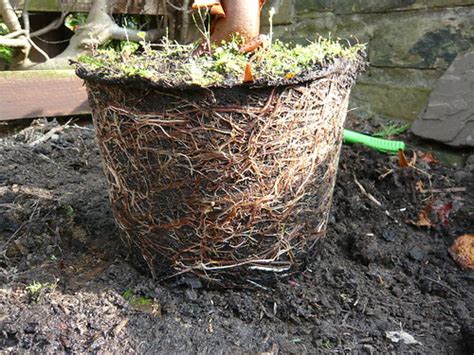 Roots And Root Care Gardeners Tips