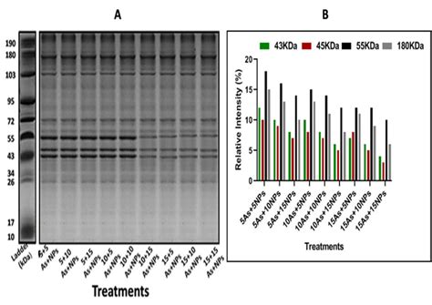 The Effect Of Bacillus Subtilis Synthesized Iron Oxide Nanoparticles On Download Scientific