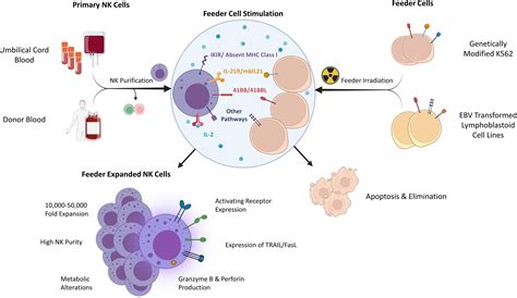 Frontiers Feeder Cells At The Interface Of Natural Killer Cell Activation Expansion And Gene
