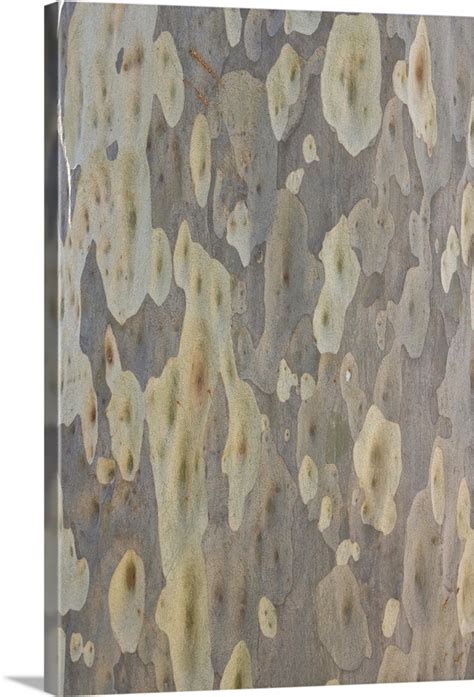 Spotted Gum Eucalyptus Maculata Tree Trunk Great Big Canvas