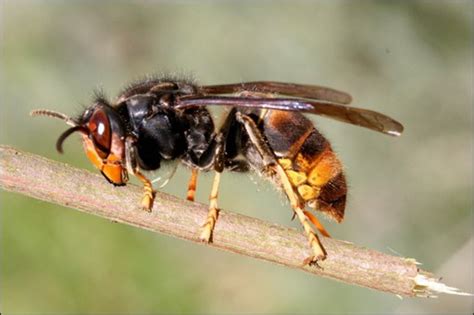 ツマアカスズメバチが日本に上陸。対馬では生態系が乱れる恐れ。