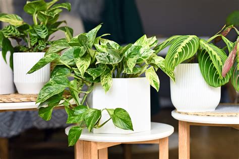 Propagating Pothos In Water The Easy Method For Lush Greenery