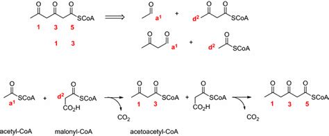 Decarboxylative Claisen Reaction To Poly β Keto Esters Download Scientific Diagram