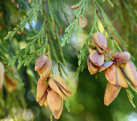 Cedar Cones