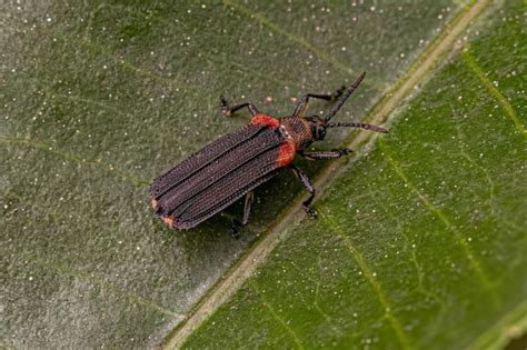 Premium Photo Adult Leaf Beetle