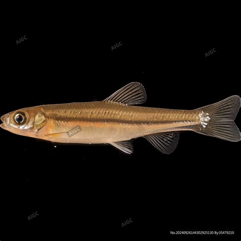 Ai创作图双带黄钙鱼 黄蜡丁鱼 奈氏锯脂鲤 南美拟沙丁鱼鰯 黄尾副刺尾鱼 黄金舌头鱼 金三角灯鱼 短吻线鲹鱼 狭长宽体艾氏鱼 齿状双棱鲱 细鳞弓背鱼 鲜活黄腊丁 宽体艾氏鱼 丽鳍望脂鲤 金色