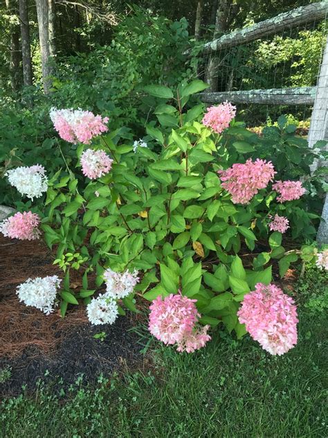 Hydrangea Zinfin Doll