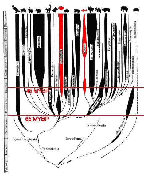 Celebrity Life Style Adaptive Radiation In