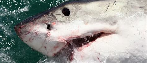 Great White Shark Population Is Exploding Right In Time For Summer Researchers Say The Daily