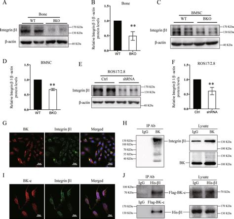 Bk Ablation Attenuates Osteoblast Bone Formation Via Integrin Pathway Pmc