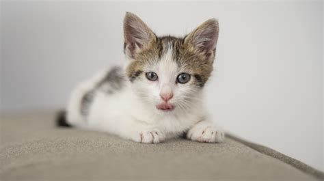 Fakta Ini Bahaya Makan Daging Kucing Yang Perlu Kamu Tahu