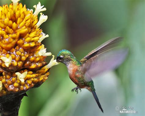 Violet Tailed Sylph Photos Violet Tailed Sylph Images Nature Wildlife