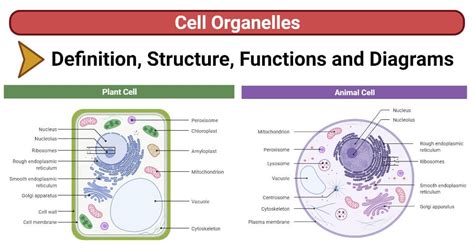 Cytology Cellular Structures And Functions Examanalysis