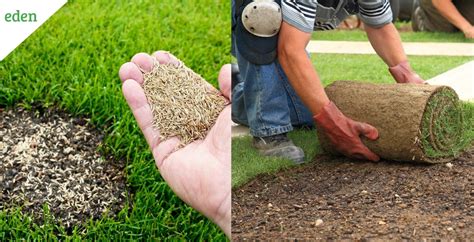 Seeding Vs Sodding A Lawn Eden Lawn Care And Snow Removal