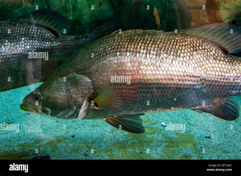 Arapaima Gigas Also Known As Pirarucu Is A Species Of Arapaima Native