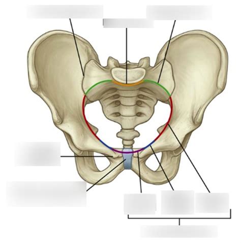 Pelvic Borders Diagram Quizlet