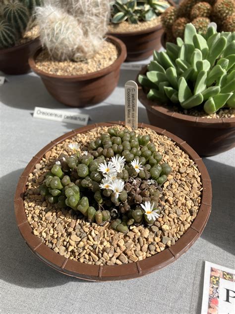 Lithops Not Mine Rlithops