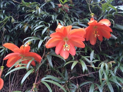 Passiflora Parritae Passiflora Online