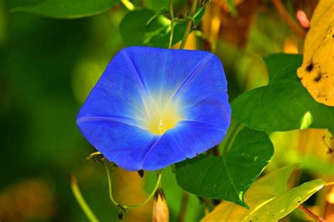 Can You Grow Morning Glories Indoors Tips Tricks How To Guide