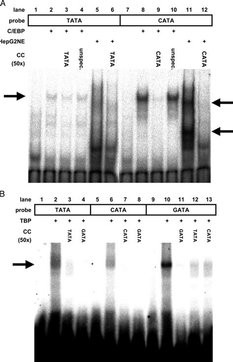 Electrophoretic Mobility Shift Assay Of The Stoichiometry