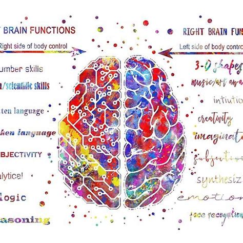 Left And Right Brain Function By Rosaliartbook Redbubble Artofit