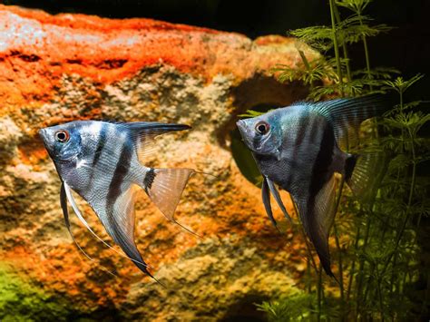 Scalaire Pterophyllum Scalare