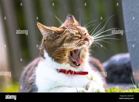 Cat Yawning Profile Cat Yawning Profile