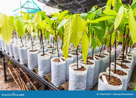Young Cocoa Tree In Nursery Stock Image Image Of Environment Botany 196410469