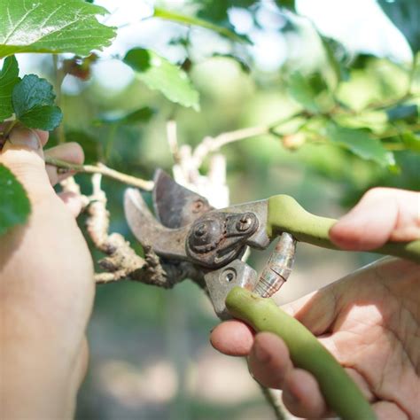 How To Prune An Overgrown Shrub Without Killing It