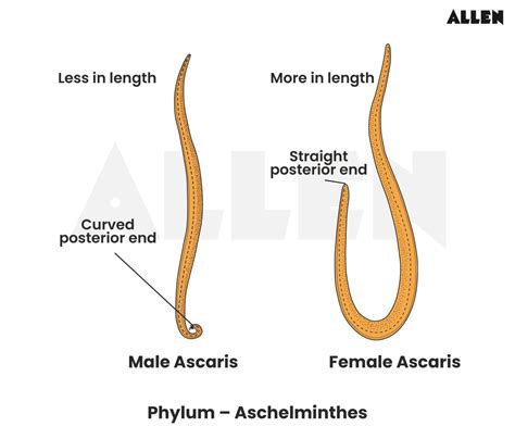 Aschelminthes Diagram Annelida Characteristics Habitat And Examples