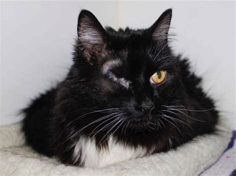 Adopt Sparky On Petfinder Cat Adoption Dog Adoption Animal Shelter