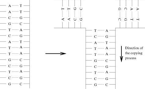 Figure 4 1 From The Evolutionary Consequences Of Redundancy In Natural