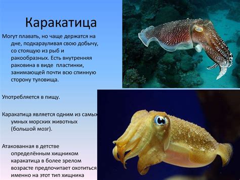 Класс Головоногие моллюски презентация онлайн
