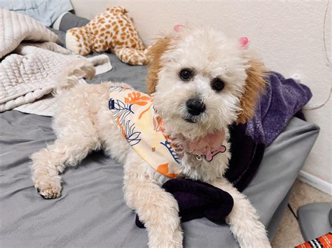 Im Not Sure If Shes A Cavapoo Or Not What Do You Guys Think Rcavapoo