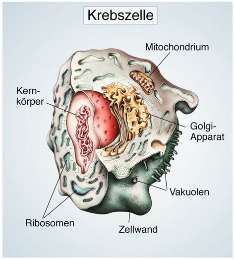 Die Zellen Die Kleinsten Lebenden Einheiten Im Organismus